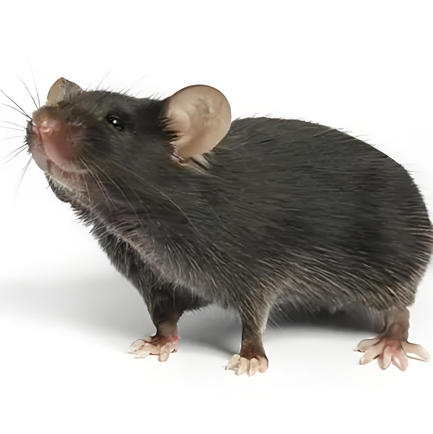 实验动物服务-动物实验中心